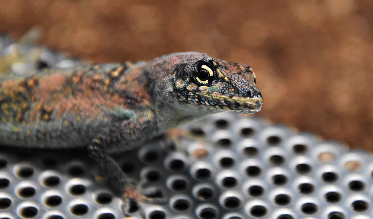 Martinique-Anolis: Haltung im Terrarium - Nebenrolle Natur